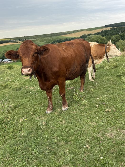 Vând vaca angus Itrinesti • OLX.ro