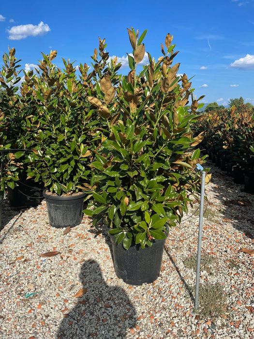 Vindem magnolie gradiflora, tip tufa, copac Bucuresti Sectorul 1 • OLX.ro