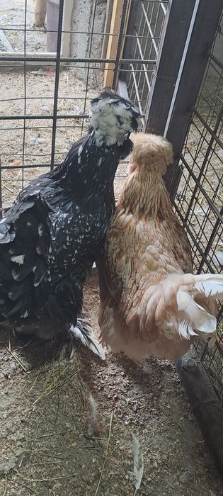 Găini motate puicute 2024 Brasov • OLX.ro