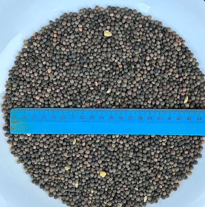 Mazariche de vânzare Hudum • OLX.ro