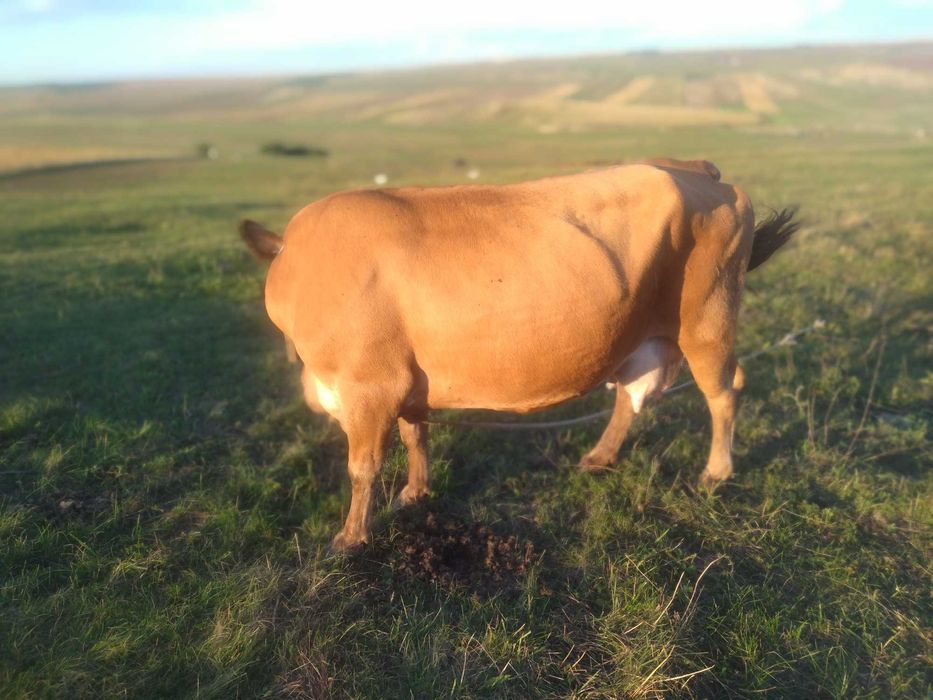 De vânzare vaci bune de lapte Botosani • OLX.ro