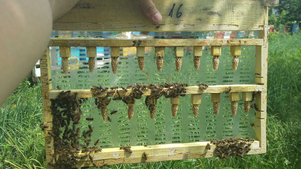 Matci imperecheate - matci selectionate - matci carpatine Mircea Voda ...