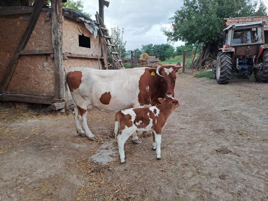 Vand vaca fatata de 2 zile cu tauras Mihalt • OLX.ro