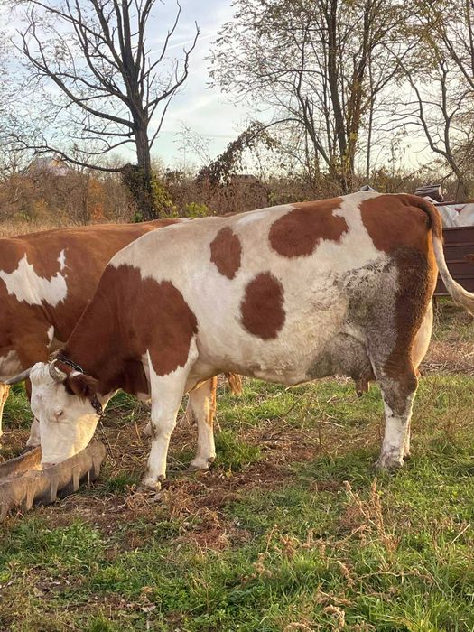 Vând vaca baltata românească cu vitea recent fatata garantata l ...