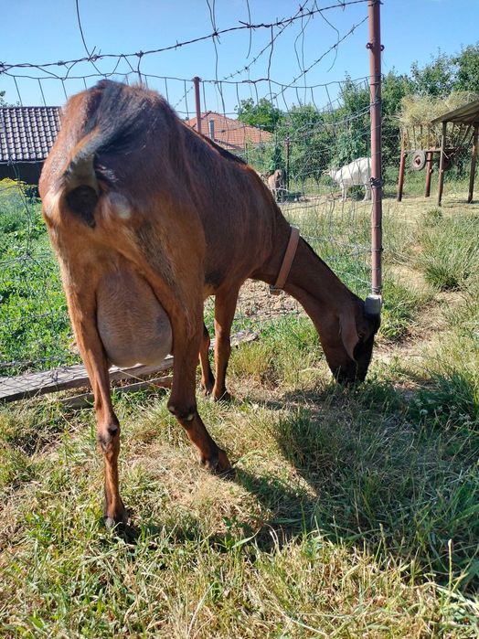 Vând capra metis -alpina / anglo-nubiana Zalau • OLX.ro