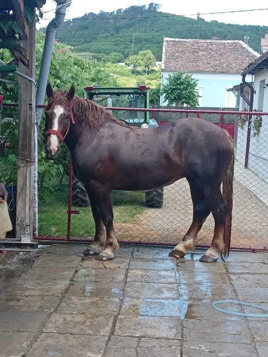 Iapă de 5 ani de vânzare cu ham si platformă Dumbraveni • OLX.ro