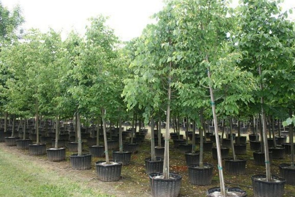 Tei mirositor ,copaci Bucuresti Sectorul 3 • OLX.ro