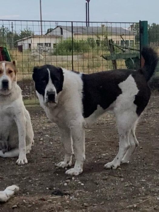 Mascul Ciobanesc Asia Centrala Drobeta-Turnu Severin • OLX.ro