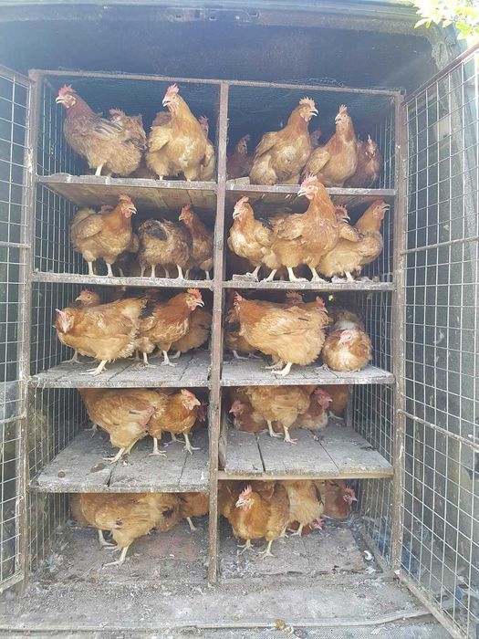 Ferma de pui rasă mixtă si pui alb Ovidiu • OLX.ro