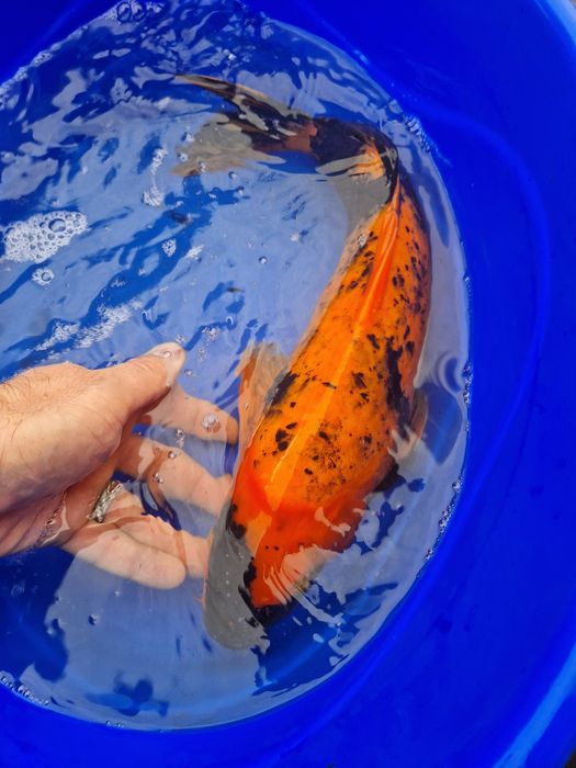 Crapi koi mari +40cm Sasar • OLX.ro
