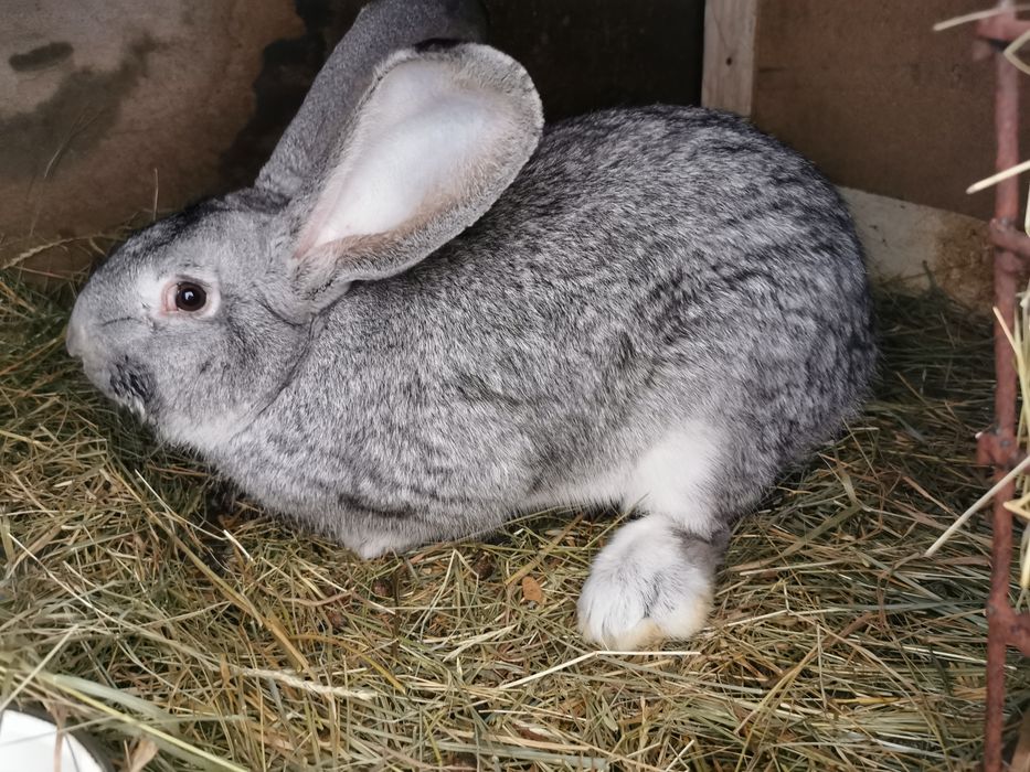 Заек, зайче,пеперуда, пеперуда трикольор, чинчила, великан, шаренийки ...