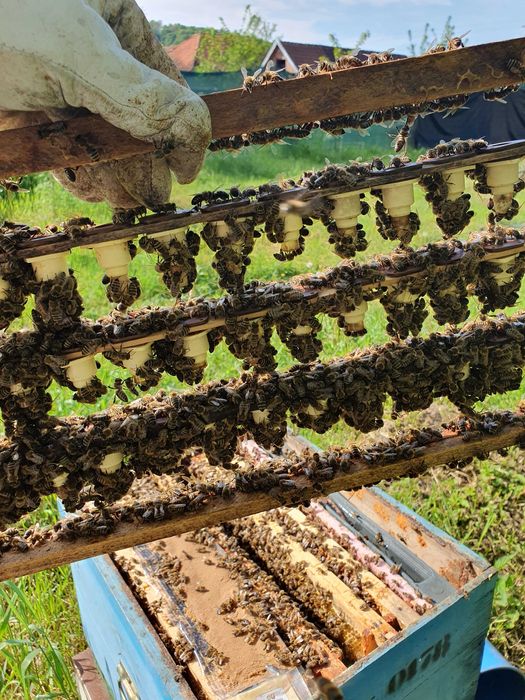 Matci Imperecheate,Regine,Roi ,Stupina de multiplicare autorizata ...