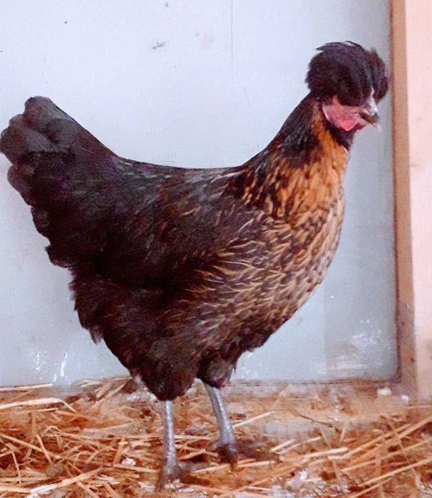 Oua pentru incubat pui,pasari. Parta • OLX.ro