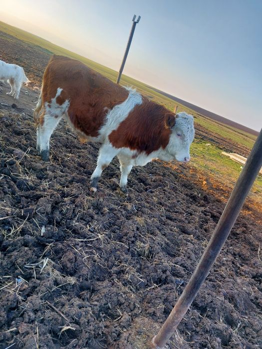 Vând taurasi baltata romaneasca Serbanesti • OLX.ro