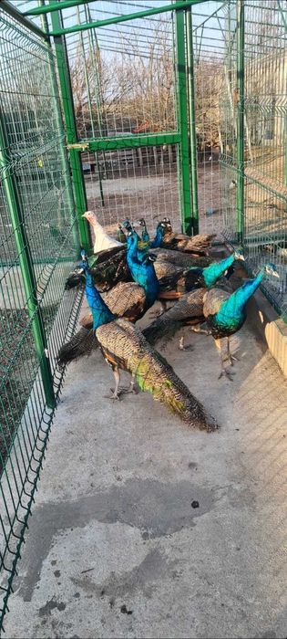 Vând pauni si fazani Corbii Mari • OLX.ro