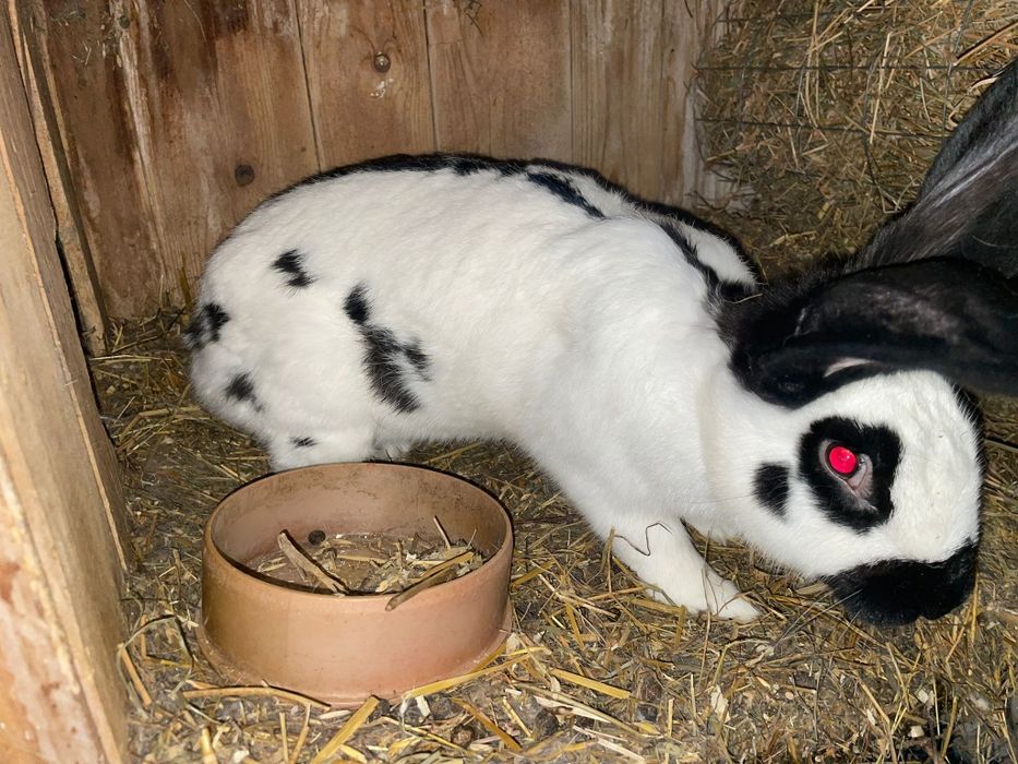 Fluture German (urias german pestrit) Salonta • OLX.ro