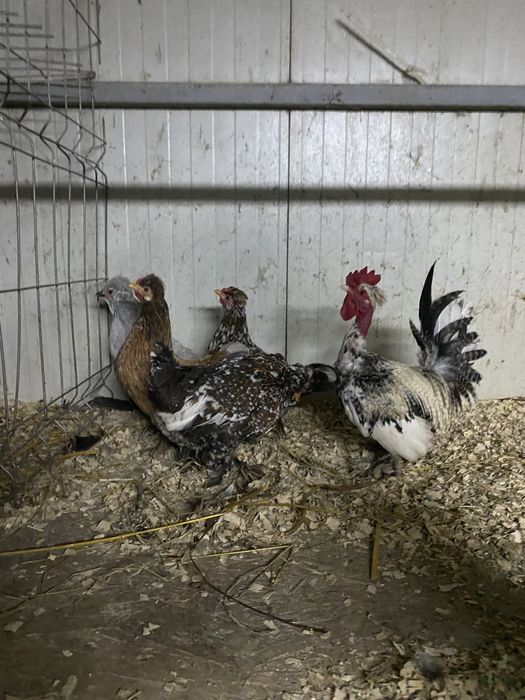 Perechi gaini pitice motate barboase golase Adjud • OLX.ro