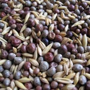 Borceag cu mazariche, mazare si lupin pentru furaj / cultura verde ...