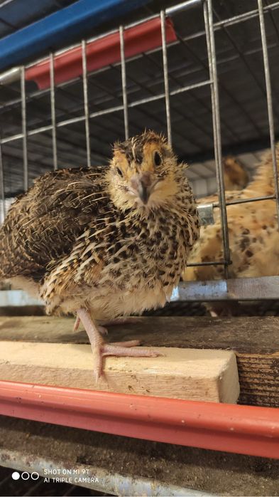 Prepelite pui/tinetret/ouatoare Cristesti • OLX.ro