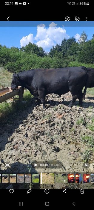 Vand taur cu certificat si autorizat de monta Dej • OLX.ro