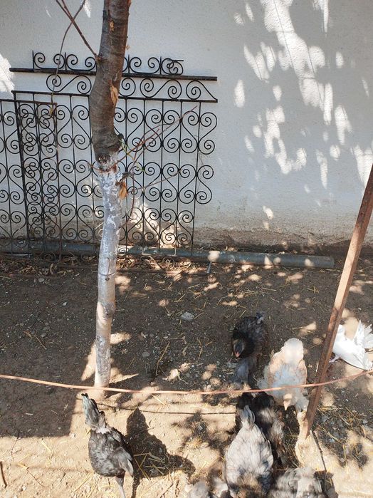 Pui Brahma , Fazan,Pauni Ploiesti • OLX.ro