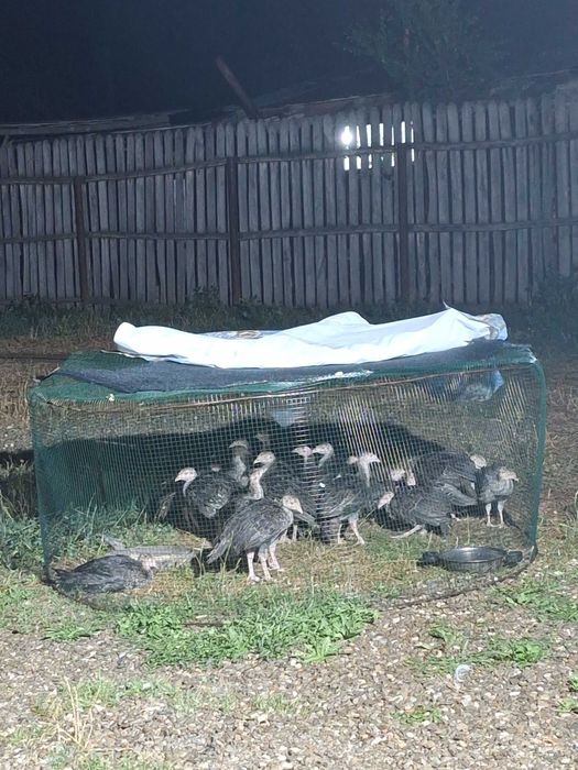 Vand coconei (pui de curca) Lipanesti • OLX.ro