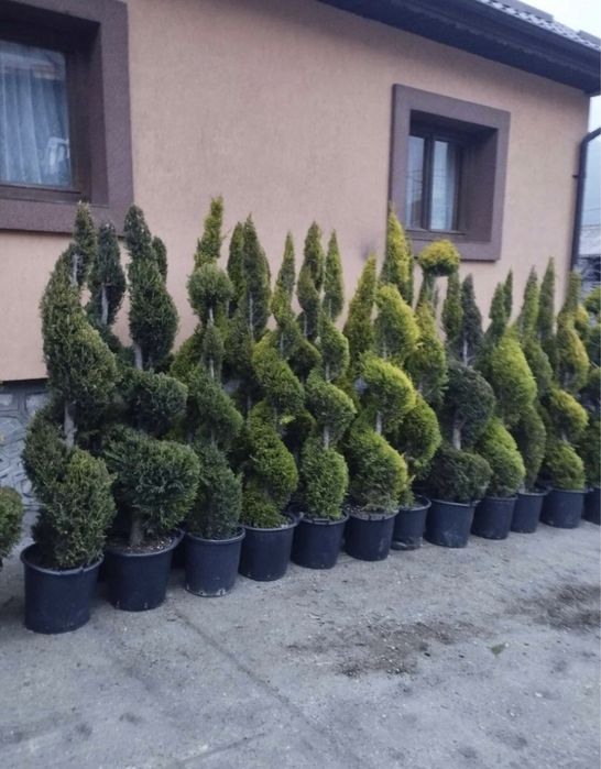 Specialitati. Plante ornamentale forme,tuia,mesteacan Constanta • OLX.ro