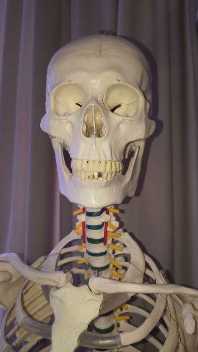 Model anatomic - schelet uman Cluj-Napoca • OLX.ro