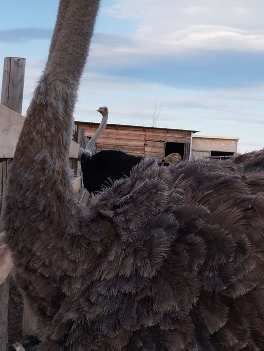 De vinzare sau la schimb ( lemn animle .) O familie de STRUTII REP ...