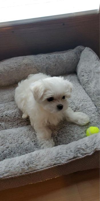 Pui Bichon Maltez mini toy Bucuresti Sectorul 5 • OLX.ro