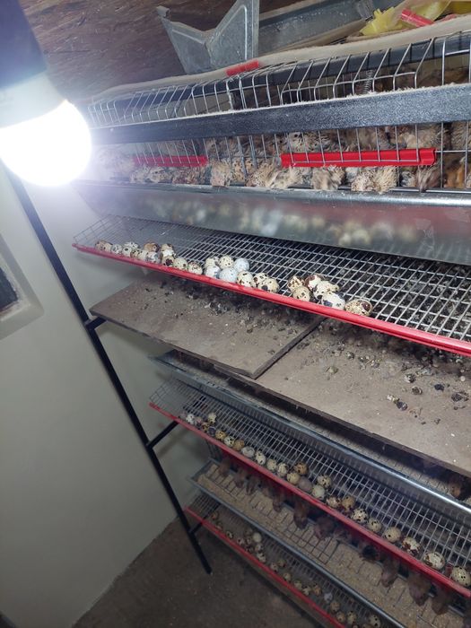 Prepelite pentru sacrificare Roznov • OLX.ro