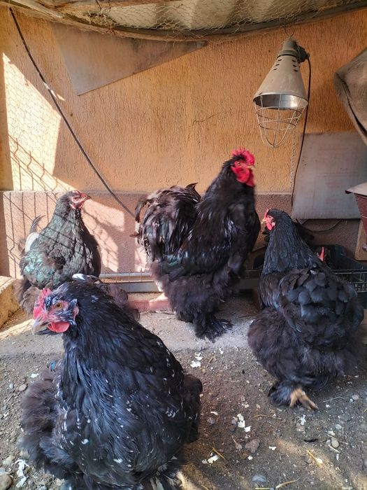 Pui cochinchina negru uriaș rasa pura poze cu parintii Craiova • OLX.ro