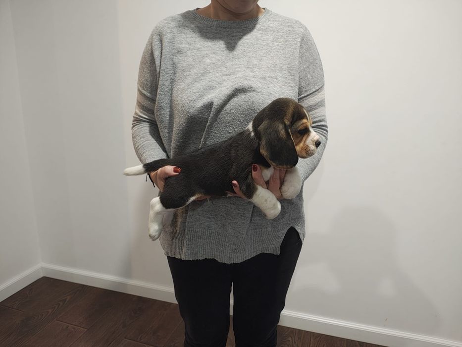 Pui Beagle tricolor din părinți cu pedigree Berceni • OLX.ro