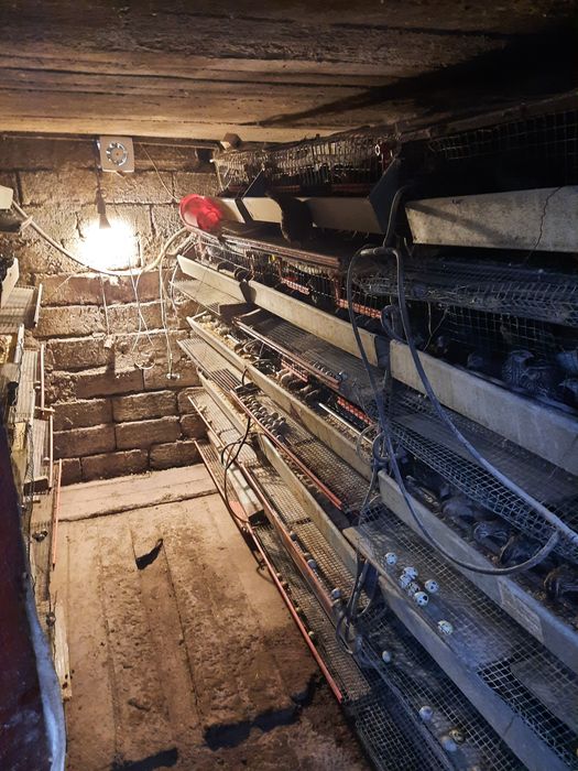 vand carne prepelite de vanzare ' Anunturi ' OLX.ro