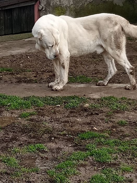 Asia centrala mascul Oradea • OLX.ro