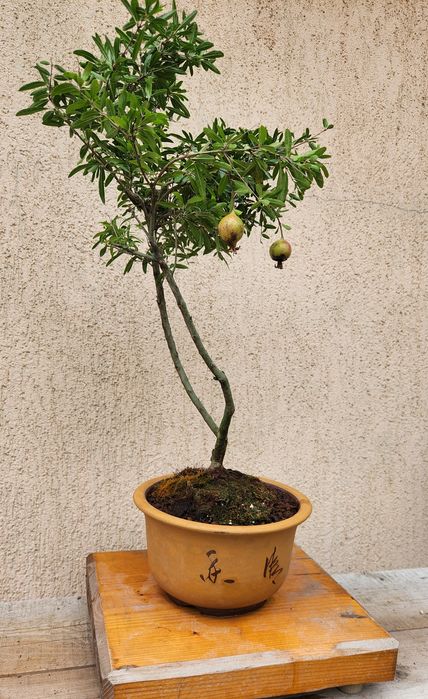 Bonsai Rodiu 55 cm Ilfov Voluntari • OLX.ro