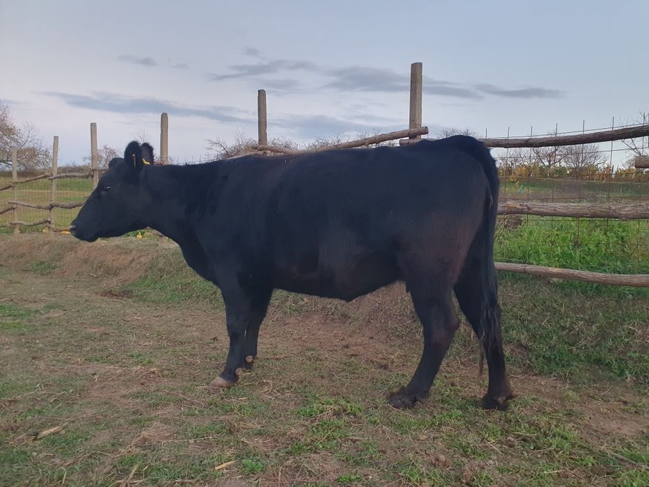 De vânzare vacă angus gestantă Cetariu • OLX.ro