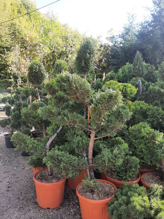 Vindem Brazi. Arginti si Verzi.Tuia Mesteacan Tei etc Buzau • OLX.ro