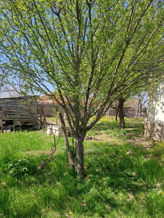 SIMNIC - 2400m2 teren + casa si 1900m2 teren intravilan. Simnicu de Sus ...