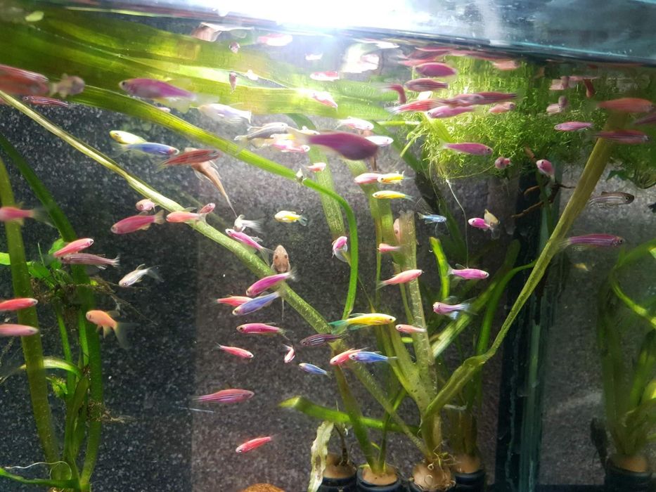 Pesti de acvariu si plante acvatice Constanta Constanta • OLX.ro