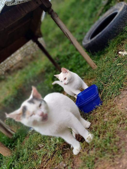 Pui de pisica 2 Albac • OLX.ro