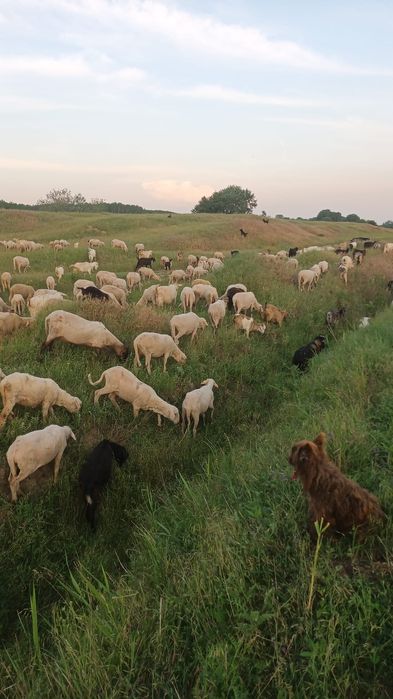 Oi merinos oi merinos Radovanu • OLX.ro