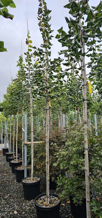 Platan- Tei de floare - Catalpa globulara- Mesteacan Bucuresti Sectorul ...