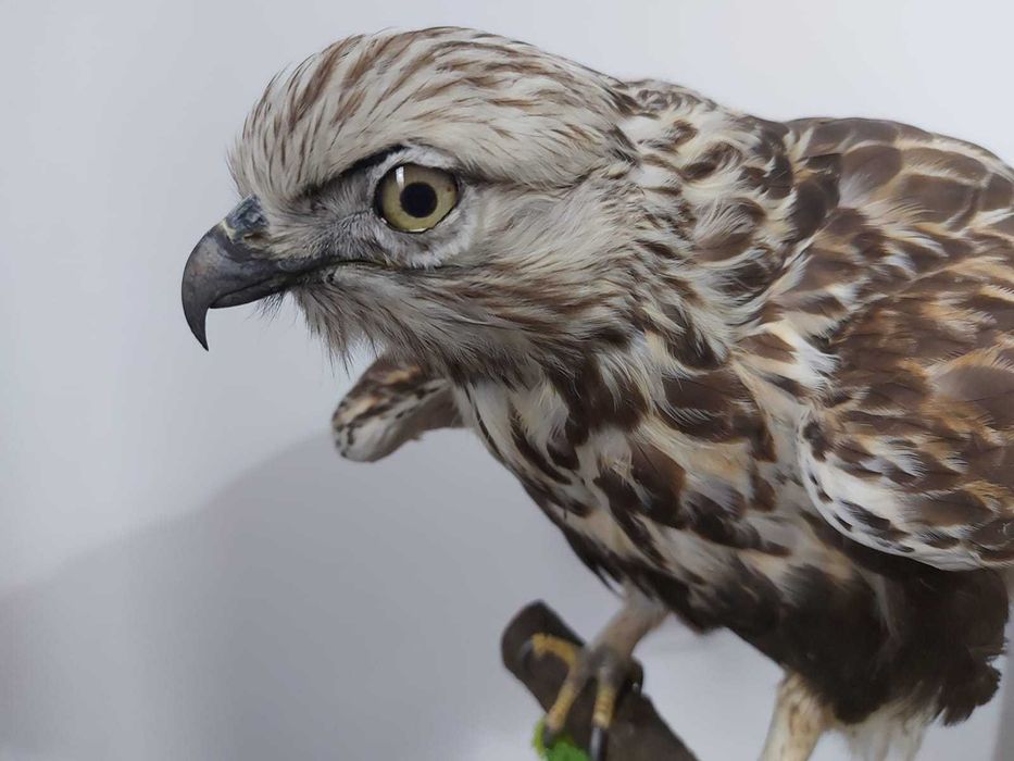 Sorecar incaltat impaiat - taxidermie Radauti • OLX.ro