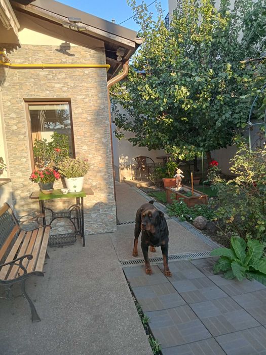 Vanzare casa strada Livezeni Galati Galati • OLX.ro