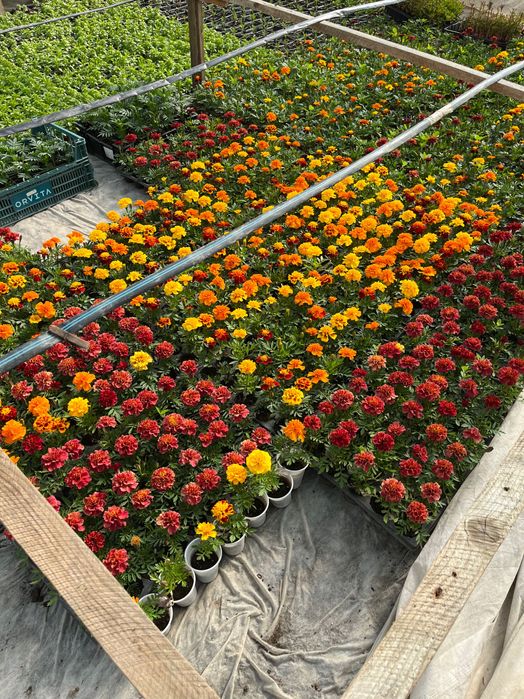 Vand rasad rosii,vinete,ardei, rasaduri plante aromatice și flori Vidra ...