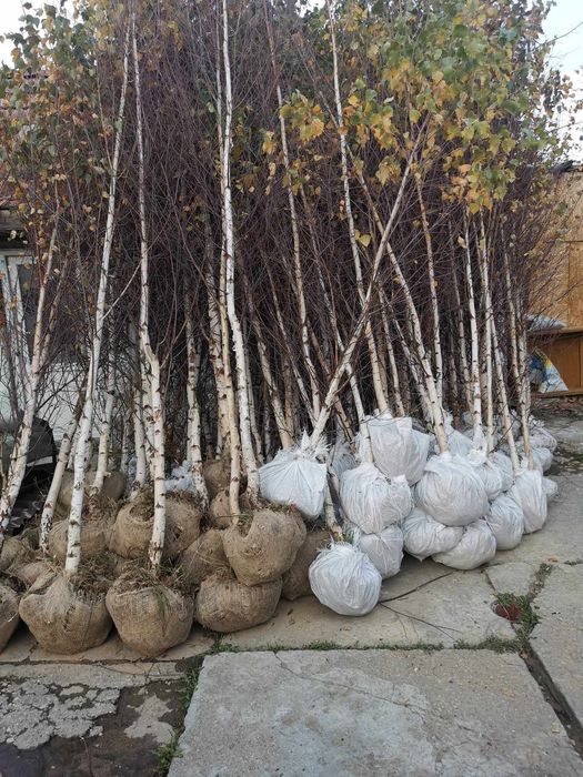 Platan copaci ornamentali Borcea • OLX.ro