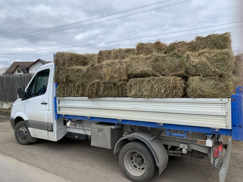 Vanda Baloti fan/otava/lucerna. Baicoi • OLX.ro