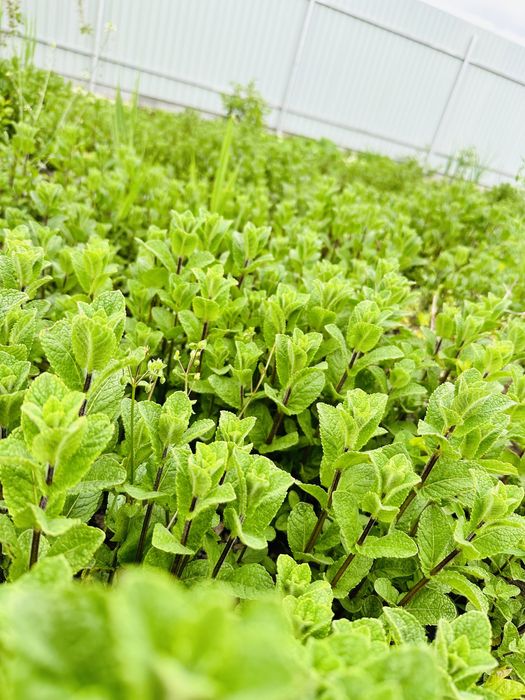 Menta Olandeza - Proaspata Reghin • OLX.ro