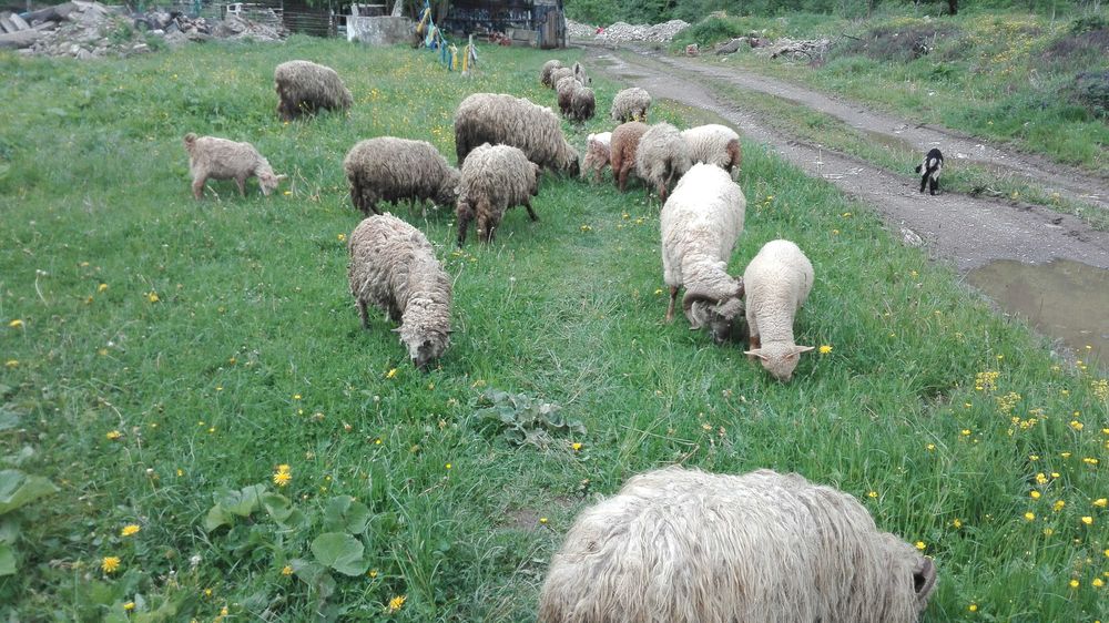 Berbeci ,oi ,mielute .Capre si tapi .Fac si schimb. Busteni • OLX.ro